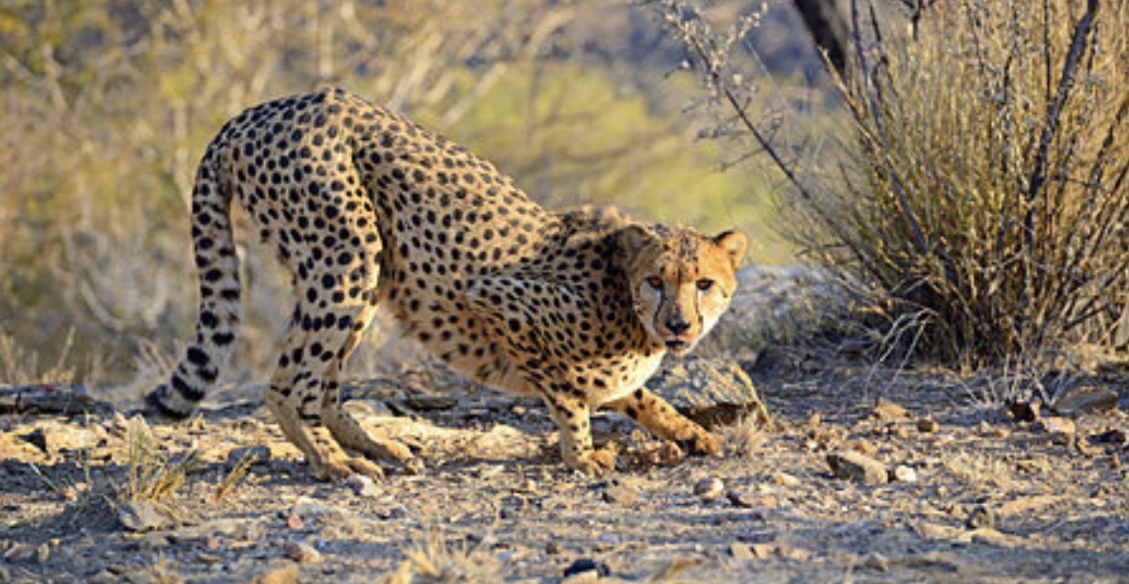 First look at Tesla's launch mode with 'Cheetah stance': proves to be ...