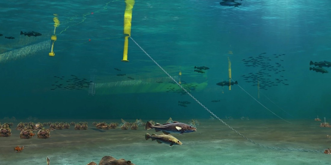 Here comes the world's first offshore wind seaweed farm | Electrek